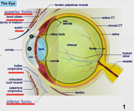 Cakrawala Ilmu: Konjungtivitis (Conjunctivitis / Pink Eye)