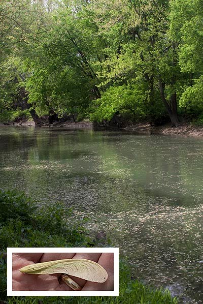 Salt Fork Friends: Hydrochory