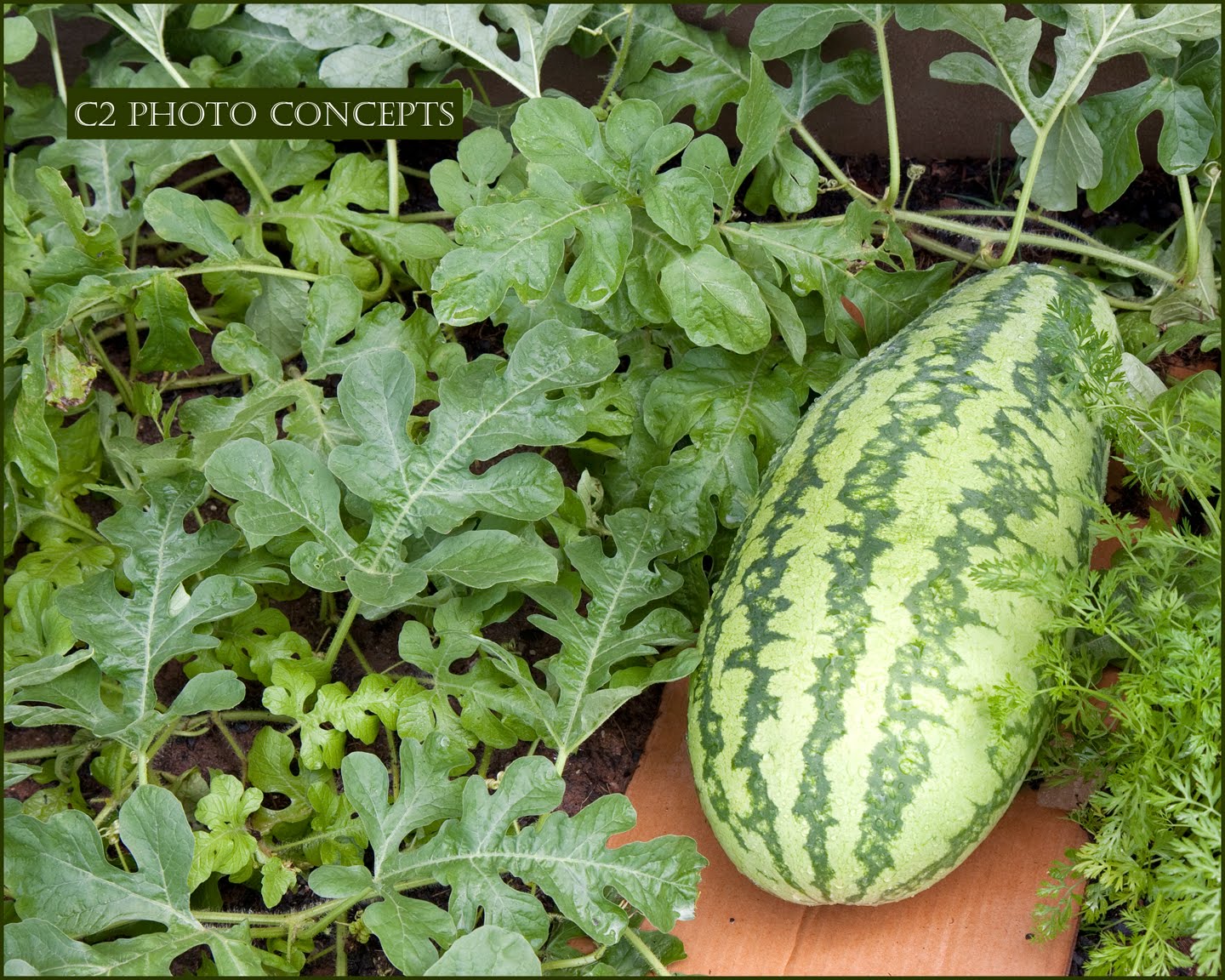 C2 Photo Concepts: Wow, now that's a nice melon!