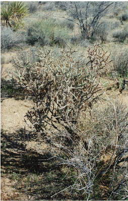 Cannundrums: Pencil and Branched Pencil Cholla