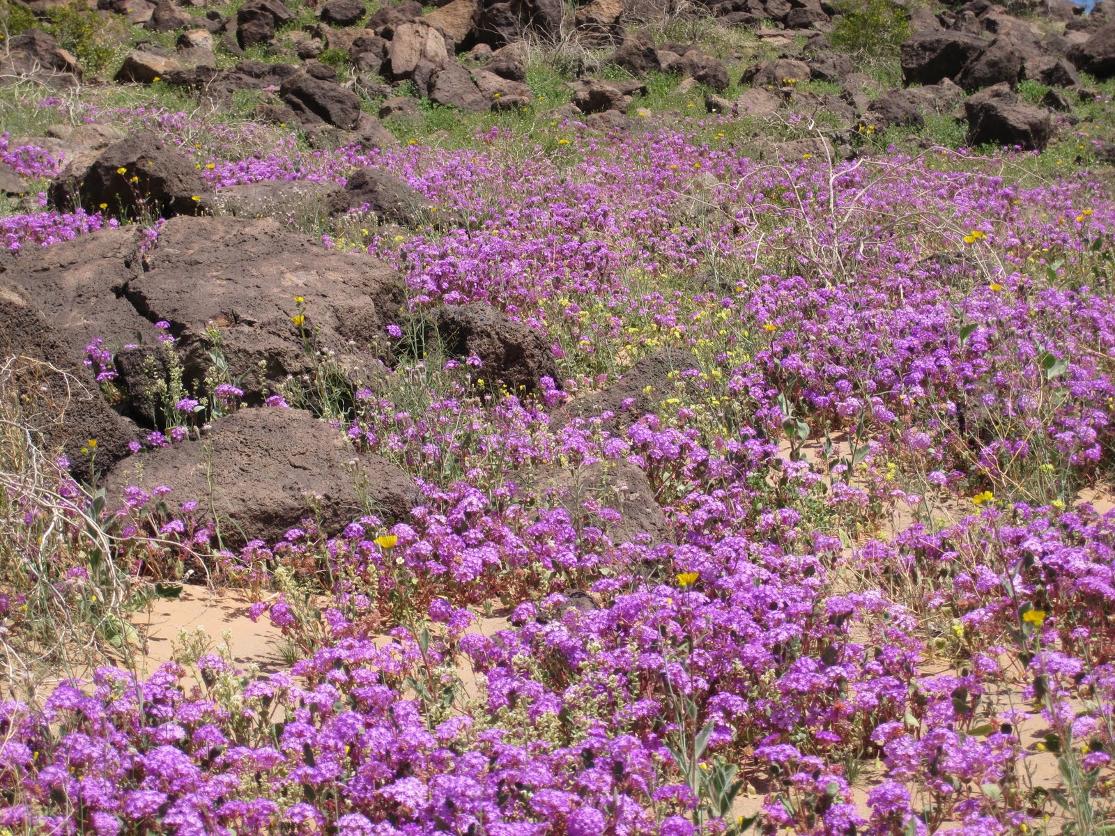 Cannundrums: Desert Sand Verbena