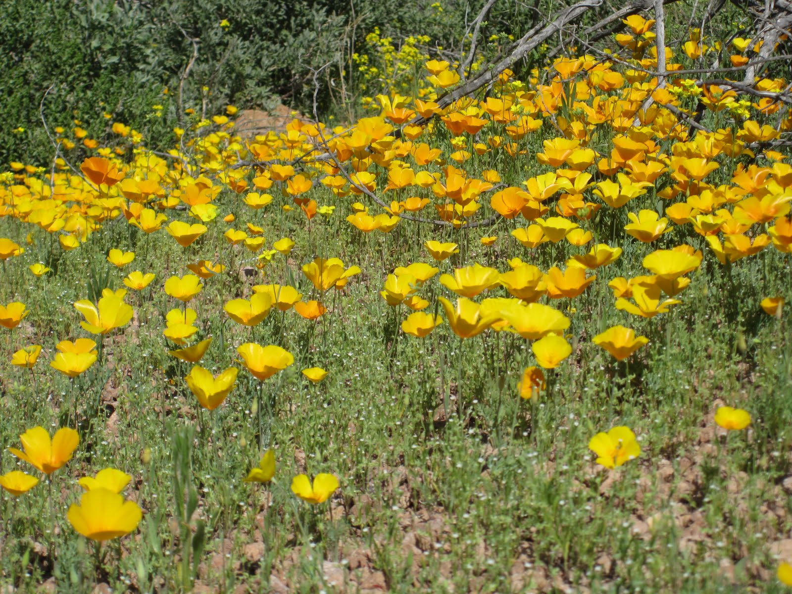 Cannundrums: Mexican Gold Poppy