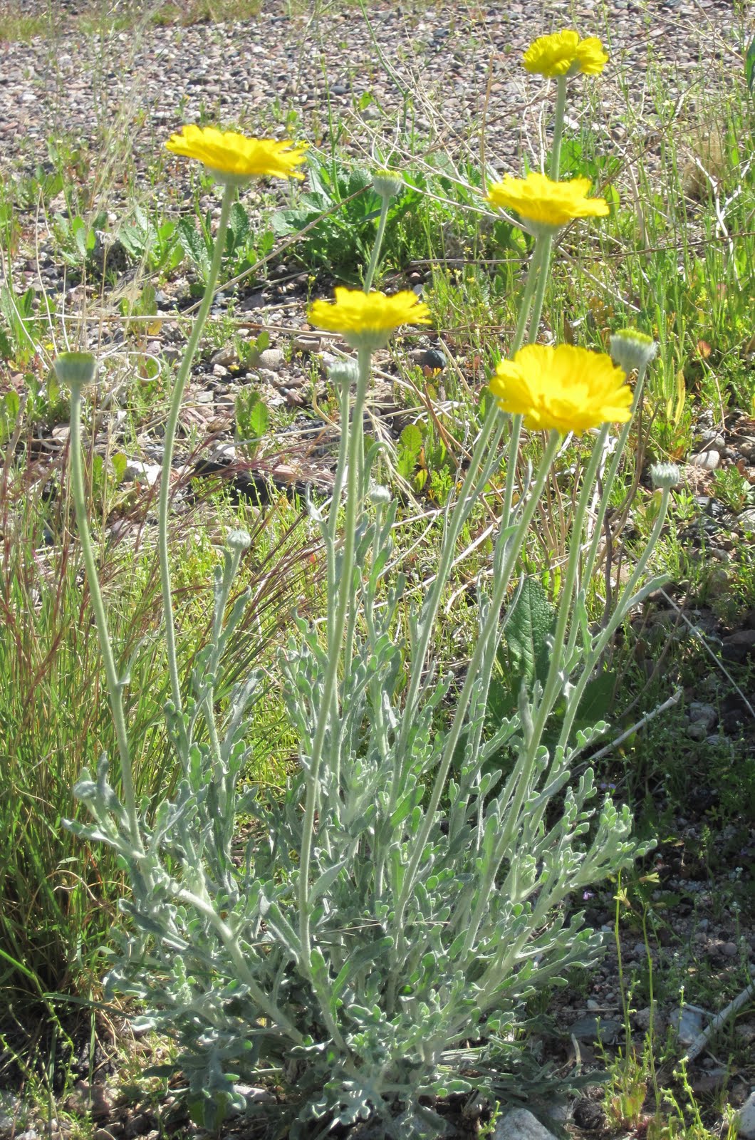 Cannundrums: Desert Marigold