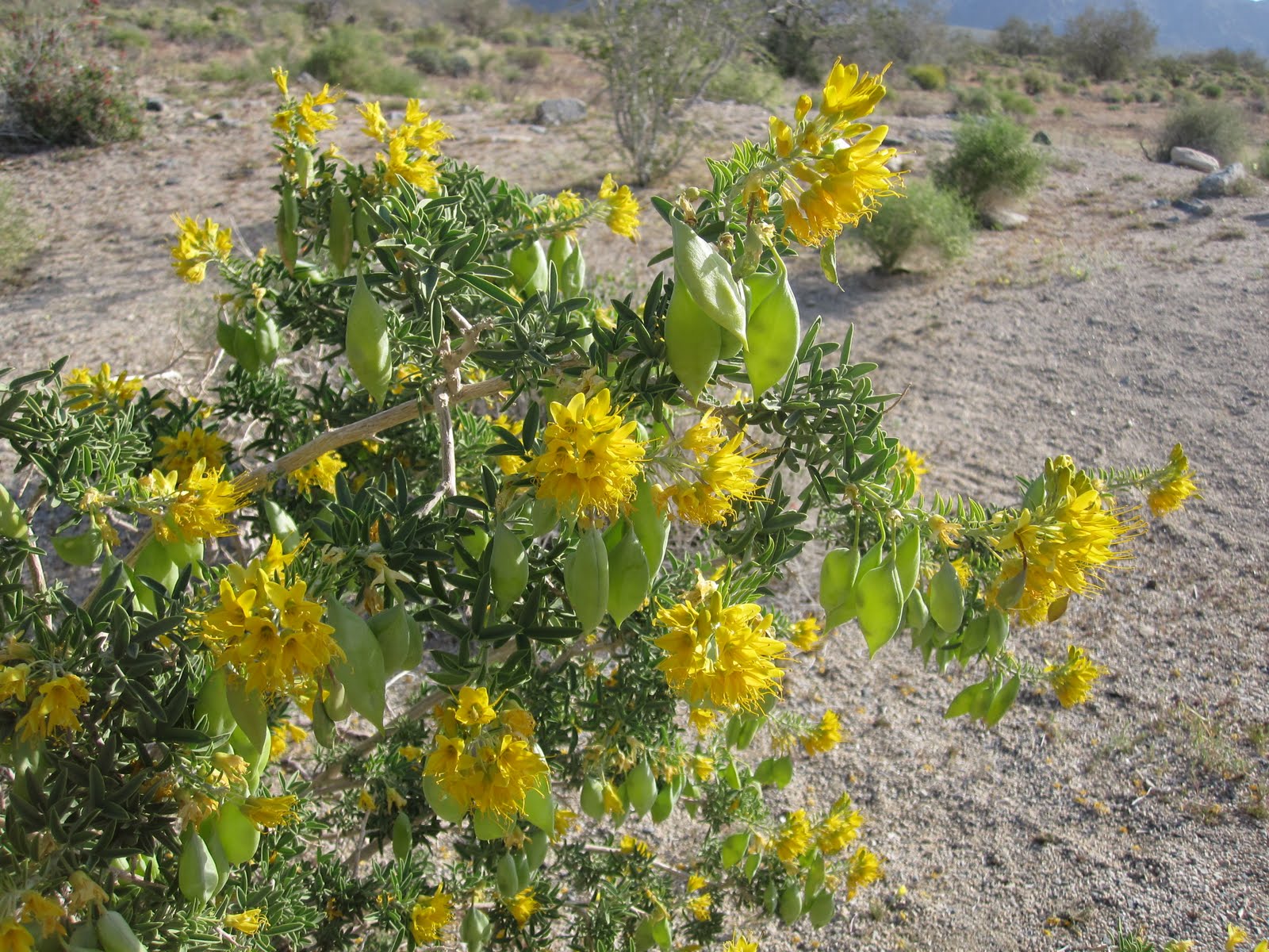Cannundrums: Bladderpod Spiderflower