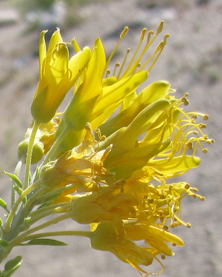 Cannundrums: Bladderpod Spiderflower