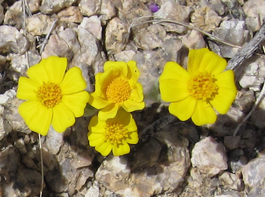 Cannundrums: Woolly Daisy