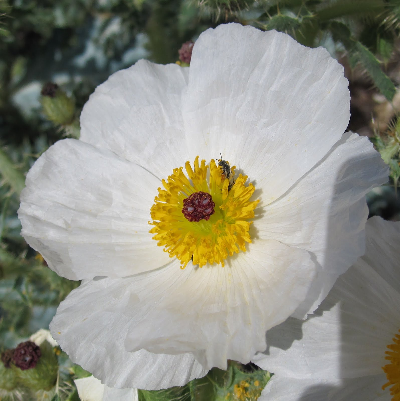 Cannundrums: Prickly Poppy