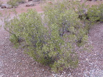 Cannundrums: Creosote Bush