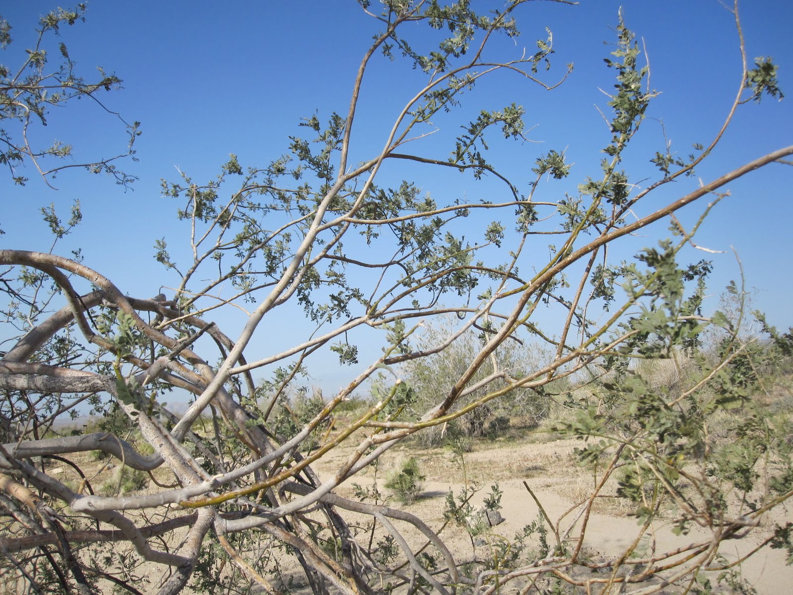 Cannundrums: Ironwood Tree