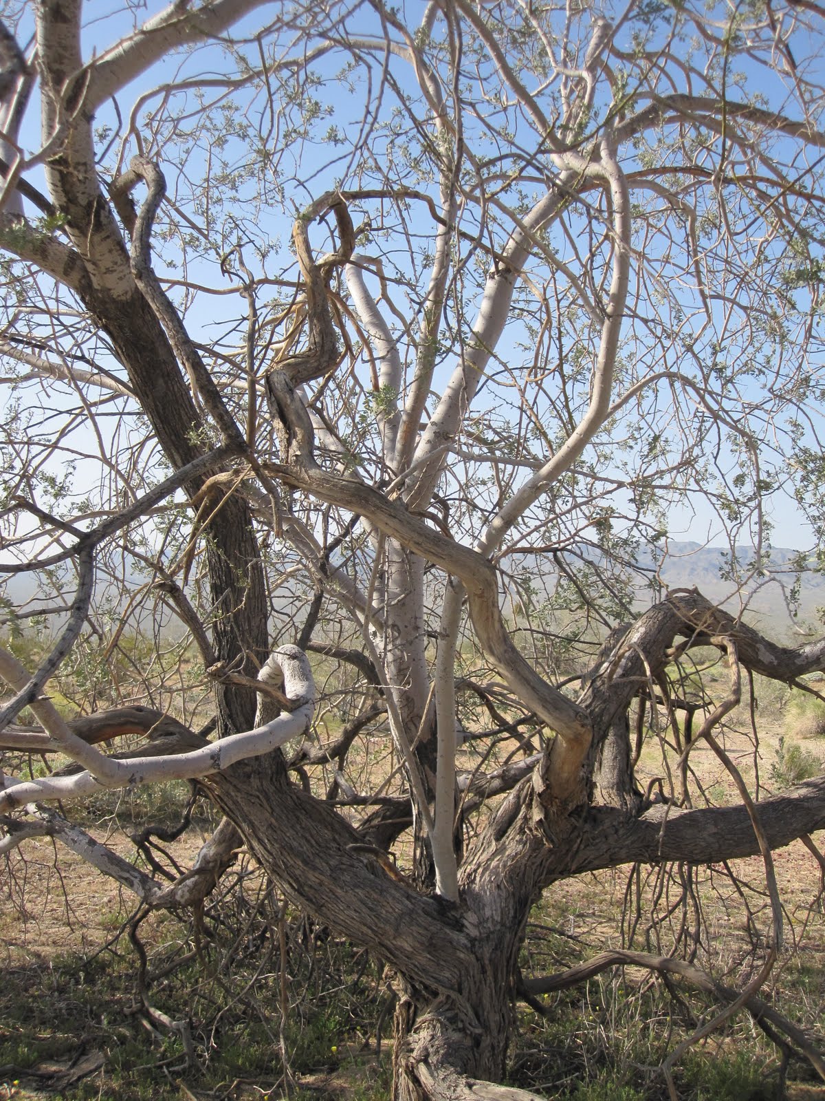 Cannundrums: Ironwood Tree