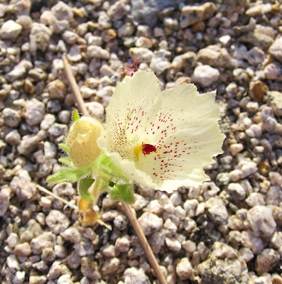Cannundrums: Ghost Flower or Mojave Flower