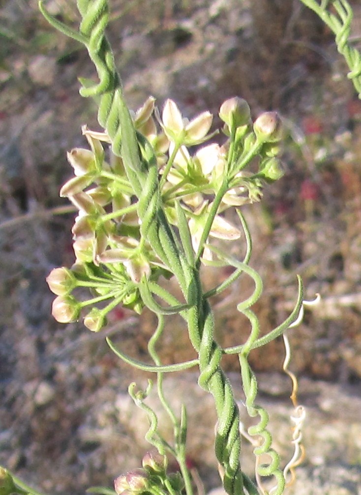 Cannundrums: Fringed Twinevine or Climbing Milkweed