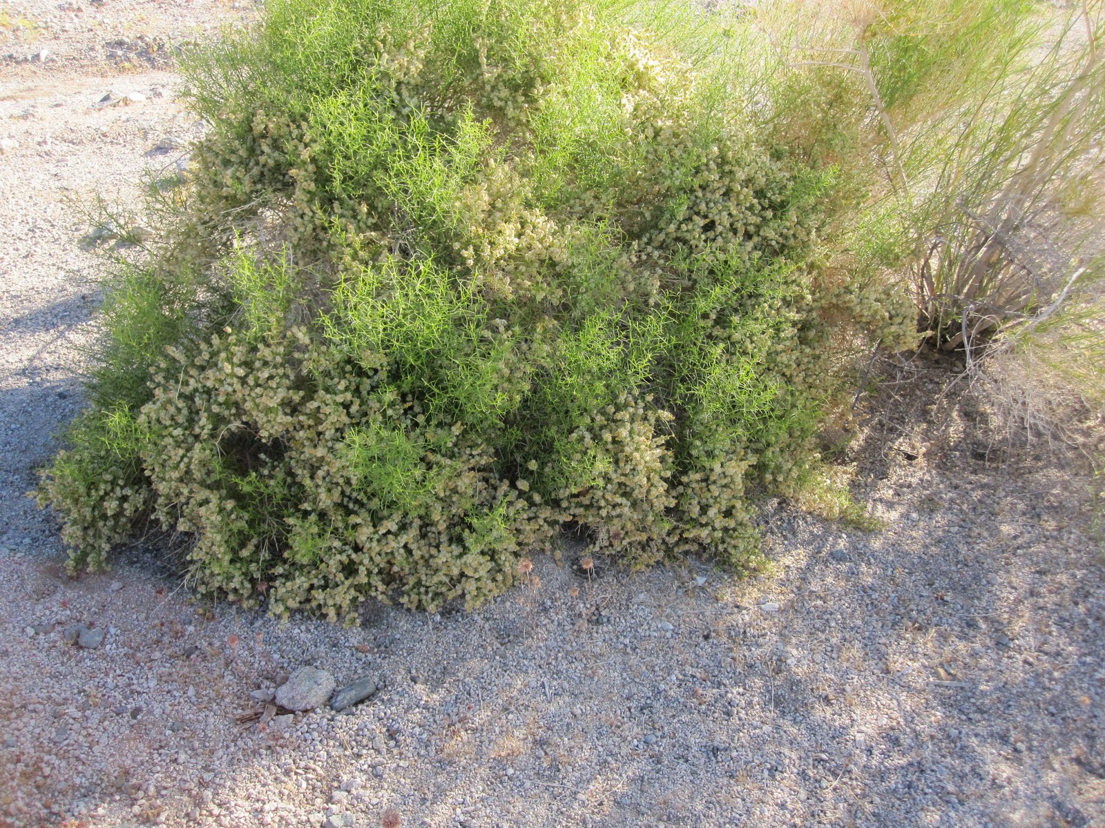 Cannundrums: Burrobrush or Cheesebush