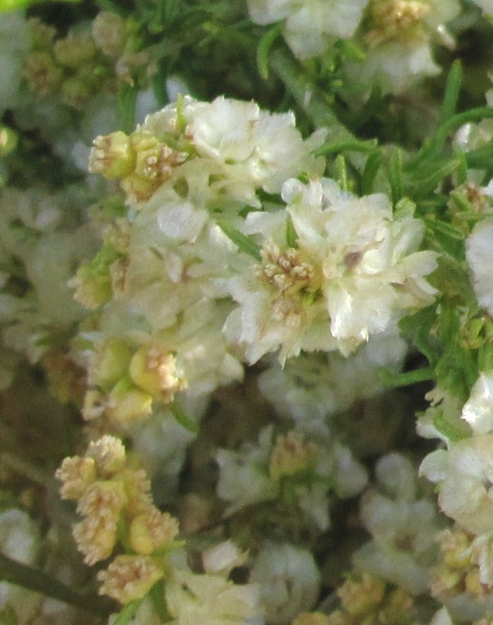 Cannundrums: Burrobrush or Cheesebush