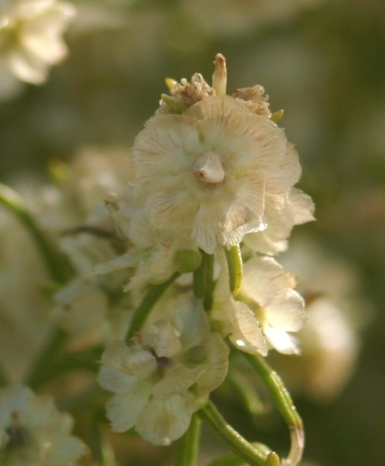 Cannundrums: May 2010