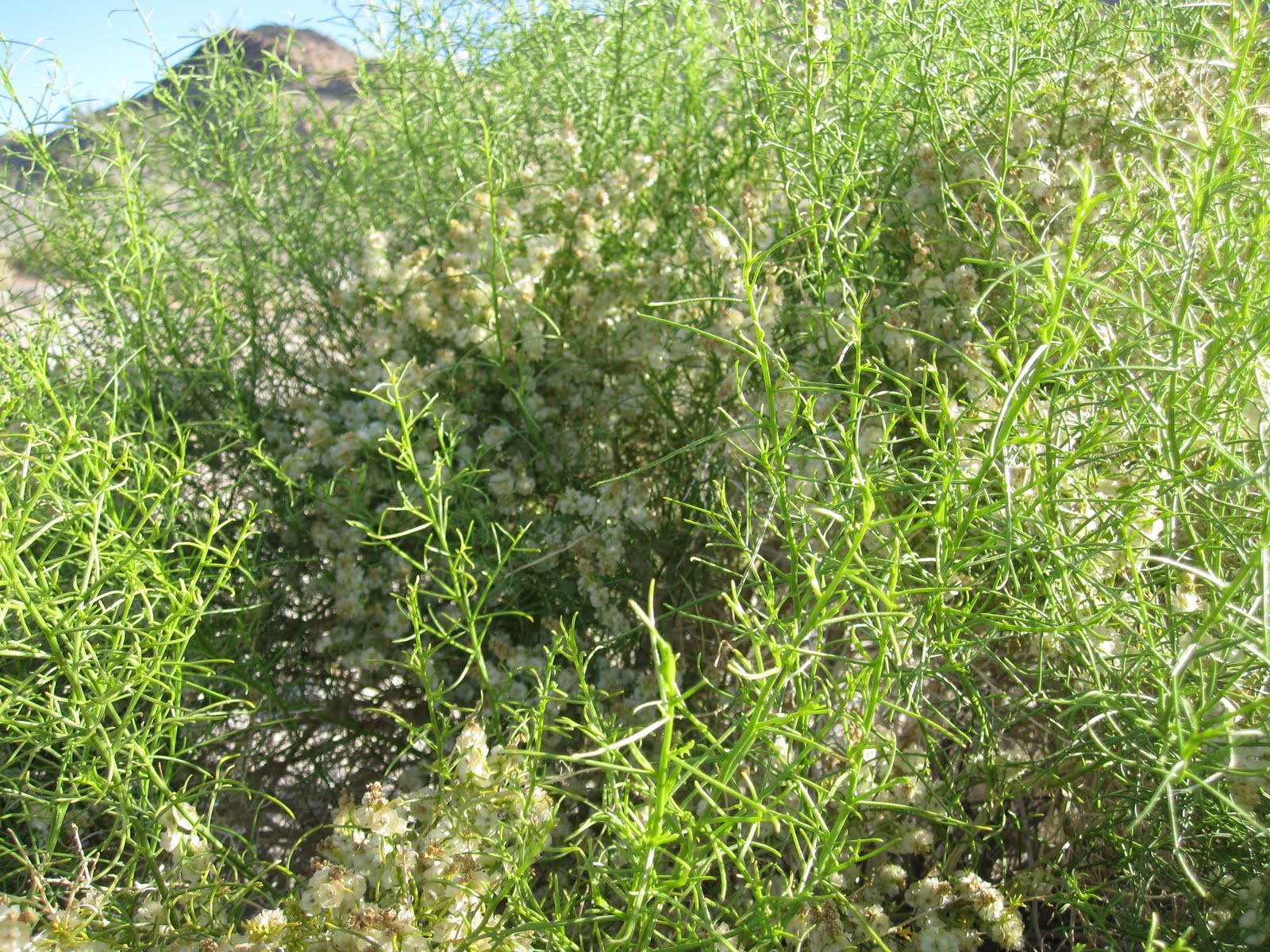Cannundrums: Burrobrush or Cheesebush