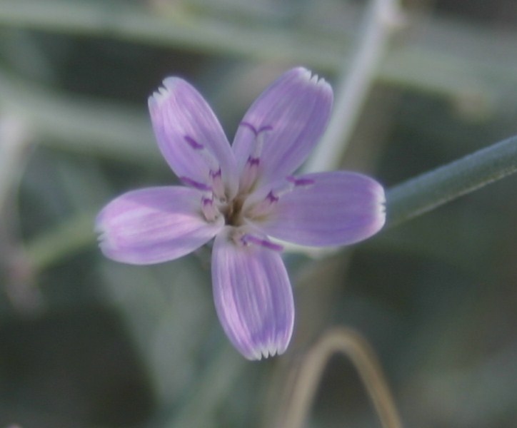 Cannundrums: Wire Lettuce or Desert Straw