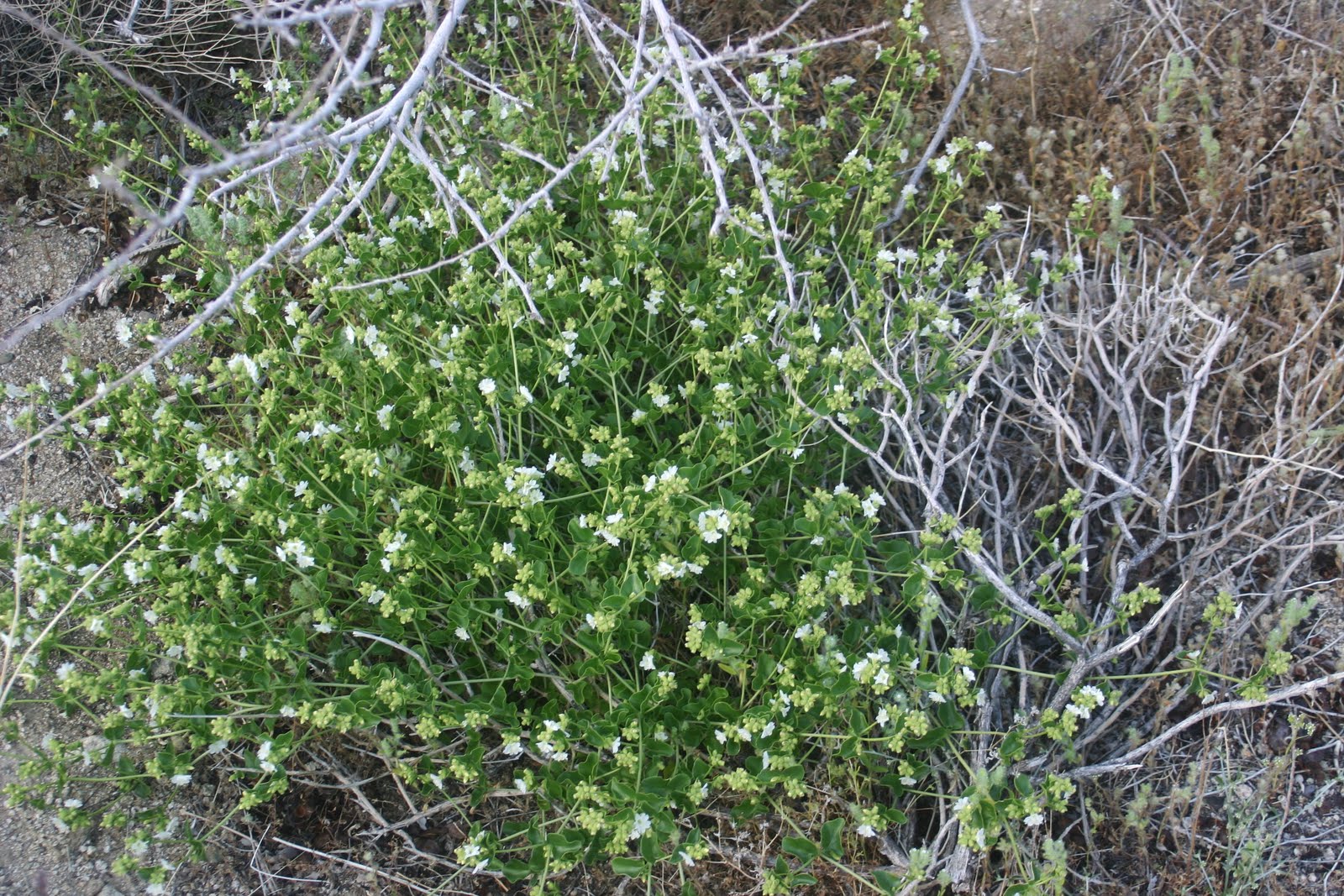 Cannundrums: Desert Wishbone Bush