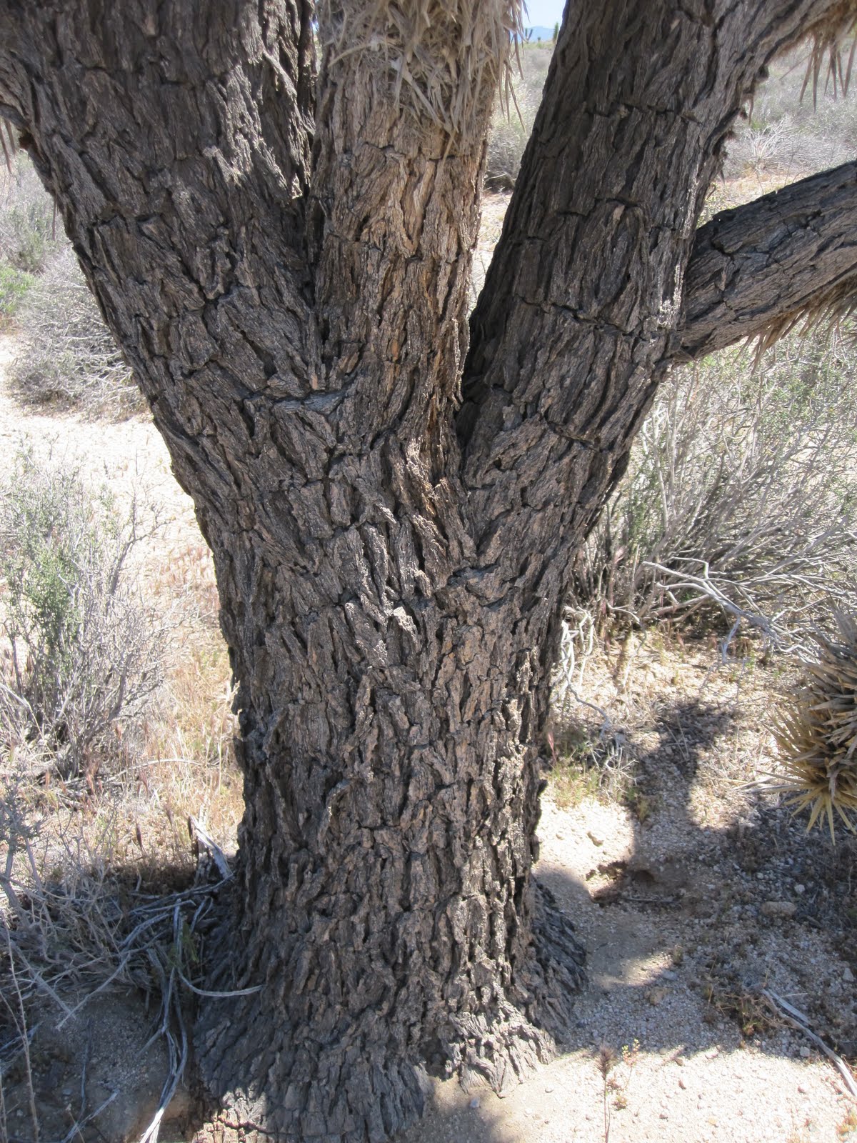 Cannundrums: Joshua Tree