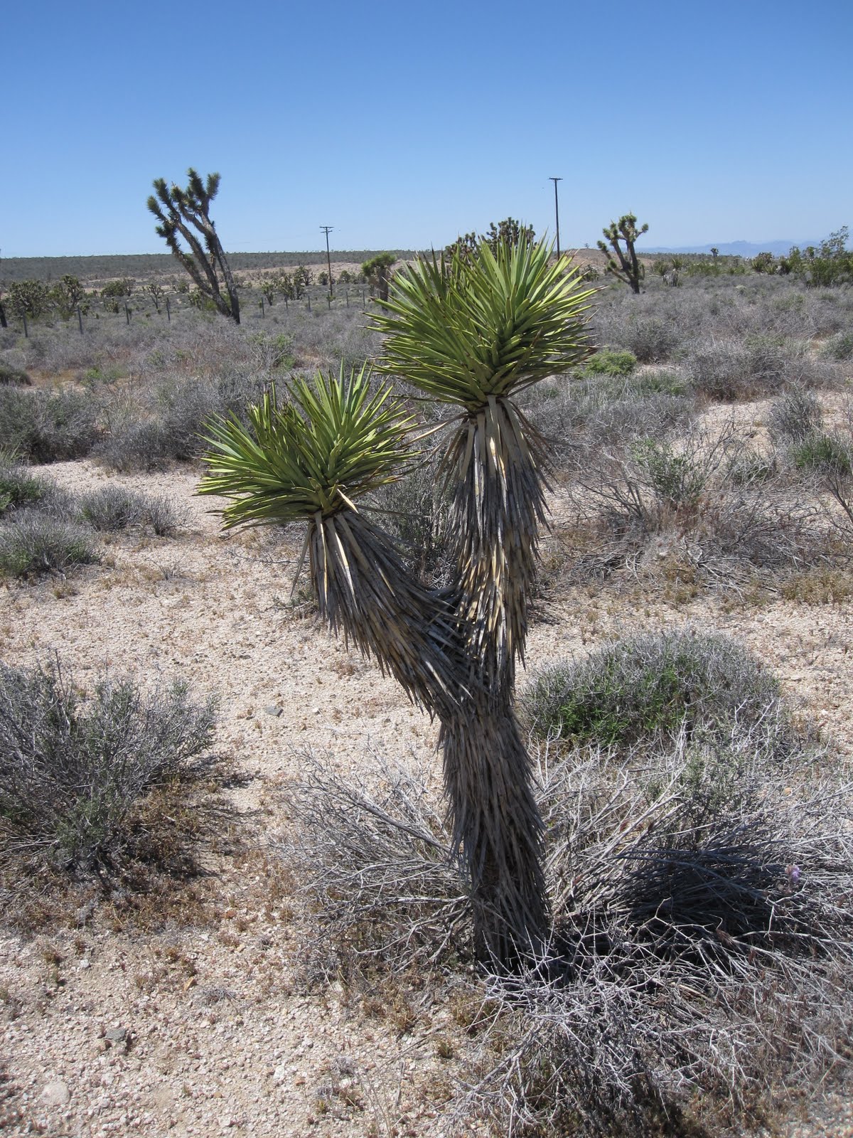 Cannundrums: Joshua Tree