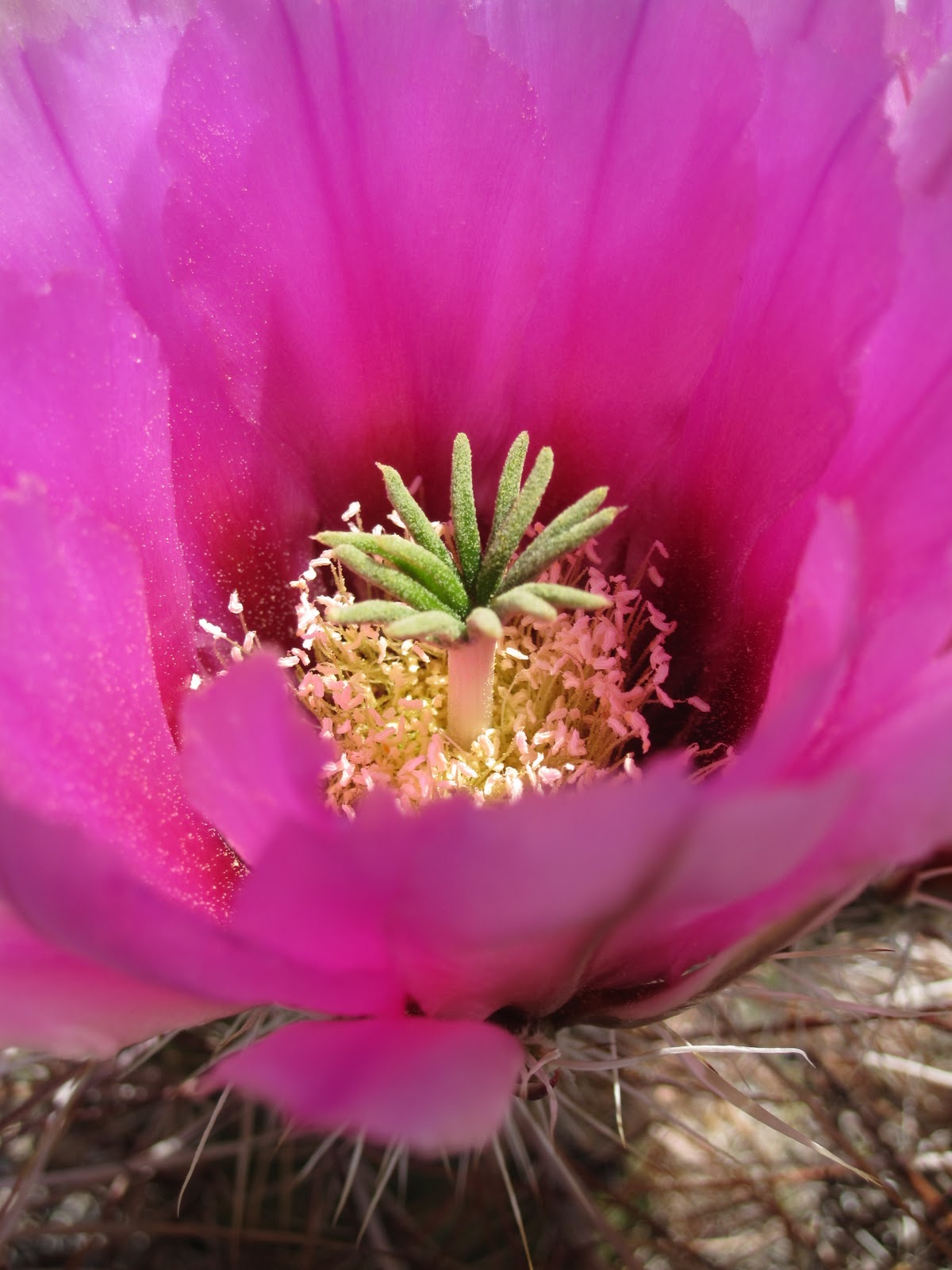 Cannundrums: Hayfield Road/Southeastern Joshua Tree National Park