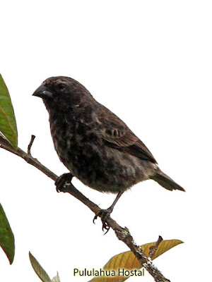 Birding Ecuador For Conservation: Birding Galapagos Islands – Darwin´s ...