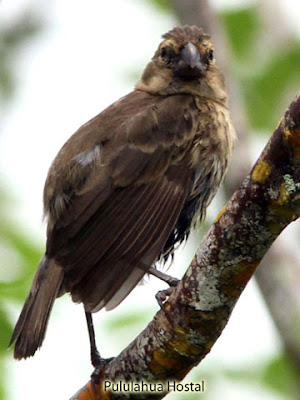 Birding Ecuador For Conservation: Birding Galapagos Islands – Darwin´s ...