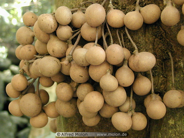 Veiled Kaleidoscope: Musings of a Blogging Housewife: Exotic fruits