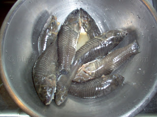 Curry Cascadura and Dumpling | Simply Trini Cooking