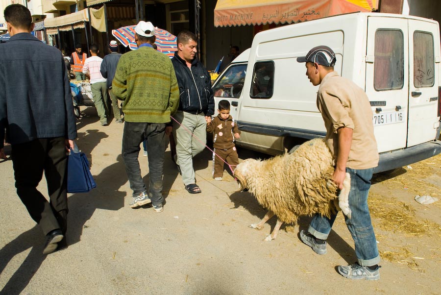 THE VIEW FROM FEZ: Eid is coming ... the sheep are getting fat