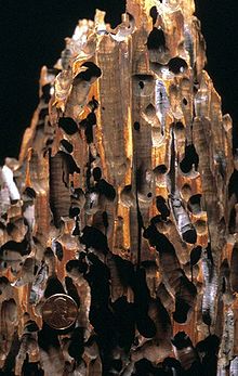 THE VIEW FROM FEZ: Postcard from Essaouira: Teredo 'worm' threatens boats