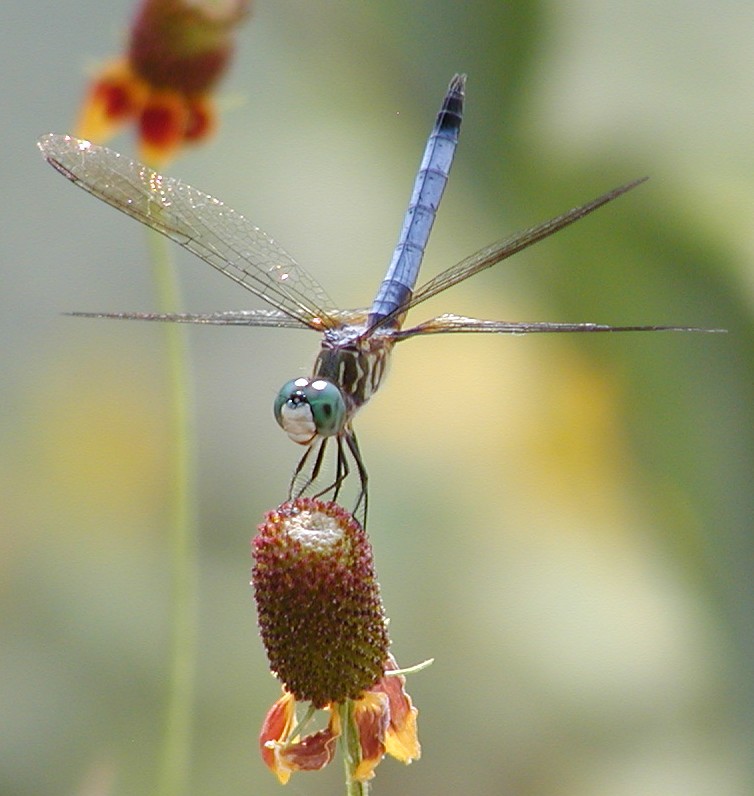 Serenity Knits: Butterflies and Other Bugs!!