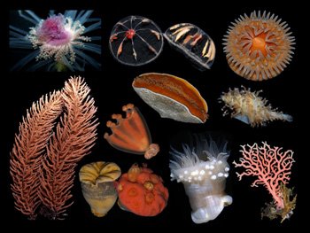 biologia celenterados at emaze Presentation