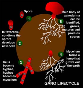 Healthy Coffee: What is Ganoderma Spore?