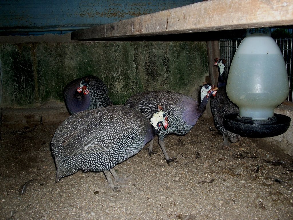 My Peacock Farm: Guinea Fowl (Ayam Mutiara)