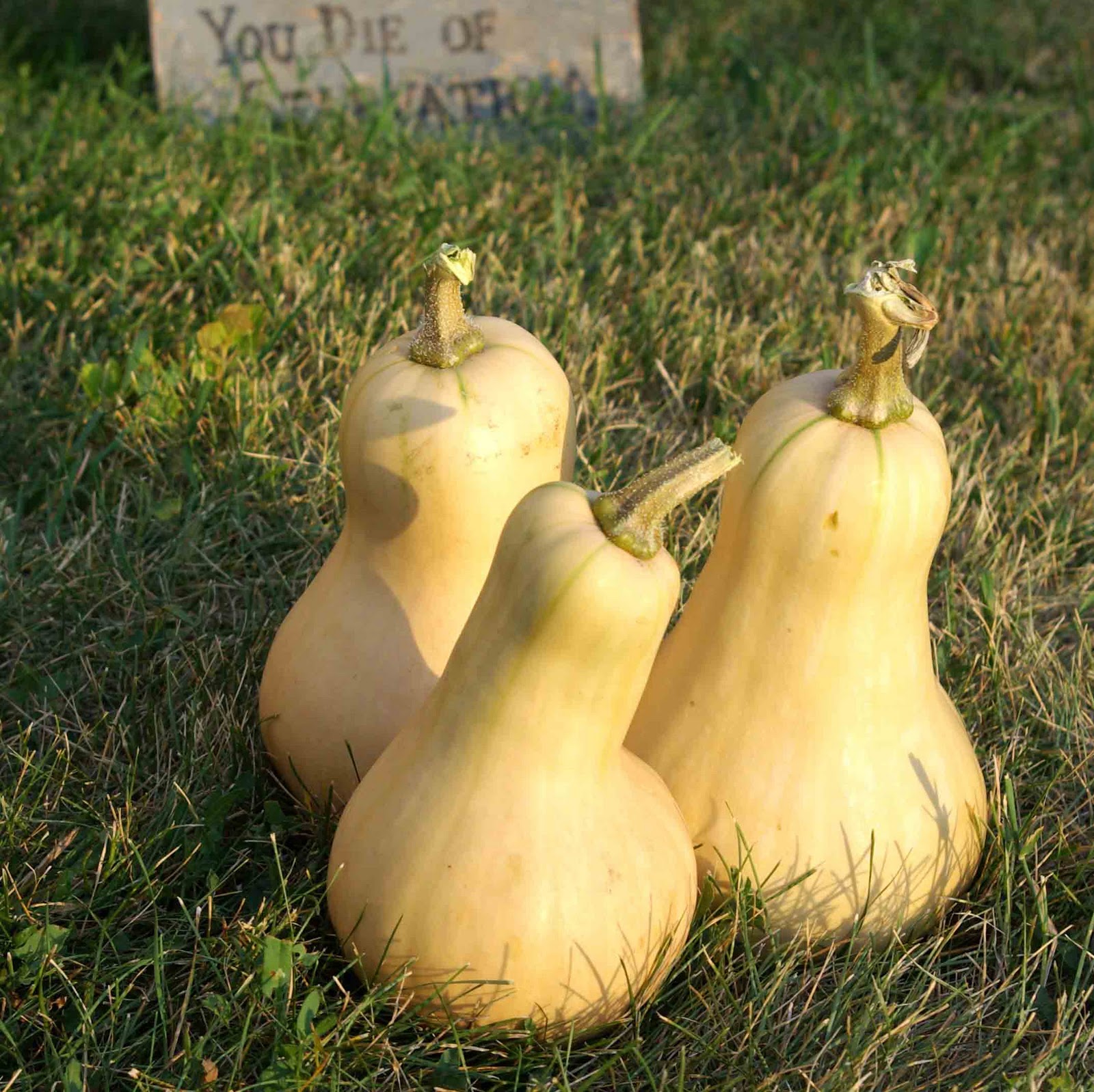 There was a bright flash of light...: Don't eat the butternut squash.