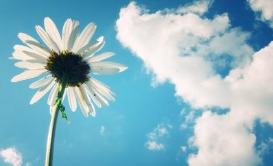 Άνθισαν όλα - Η ΔΙΑΔΡΟΜΗ