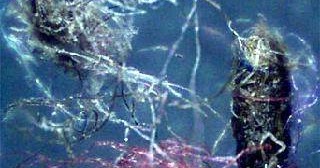 Ασθένεια Morgellons - Η ΔΙΑΔΡΟΜΗ