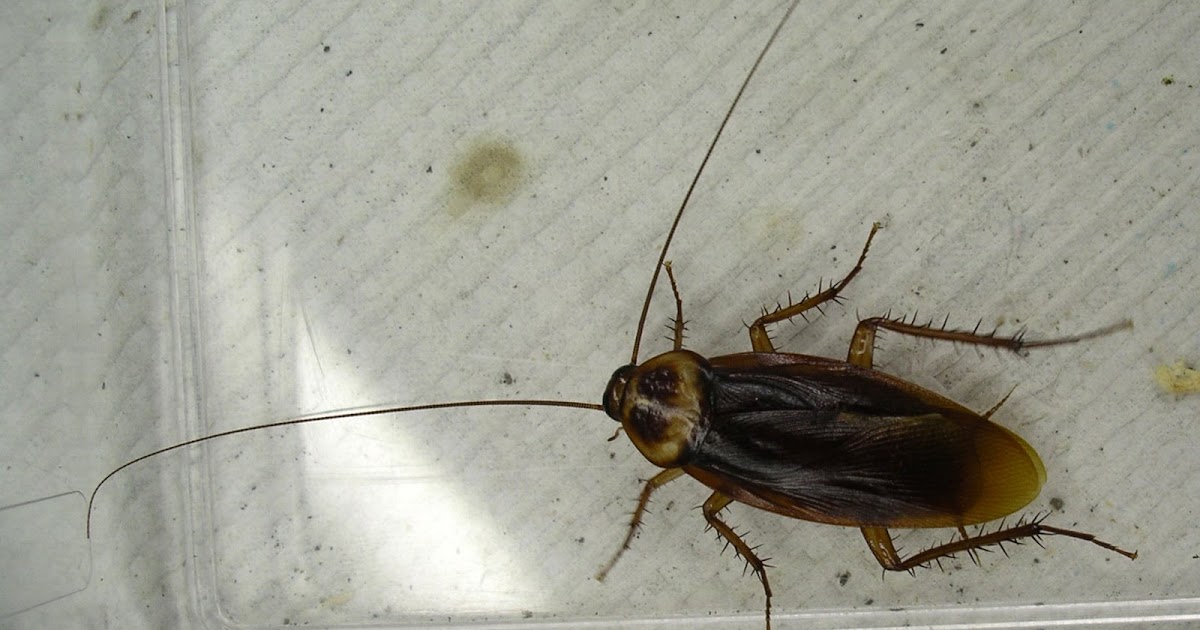 Urban IPM: Waterbugs....uhhhh, those are cockroaches