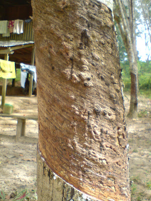 KAMPUNG HALAMAN SAYA: KEBUN GETAH