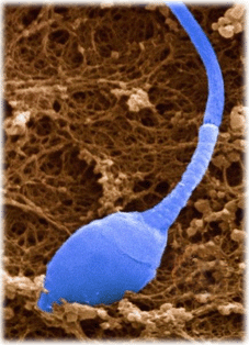 Aprender Ciências 6º ano*: Ovulação, Fecundação e nidação