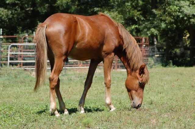 All About Horses: information about the Banker horse