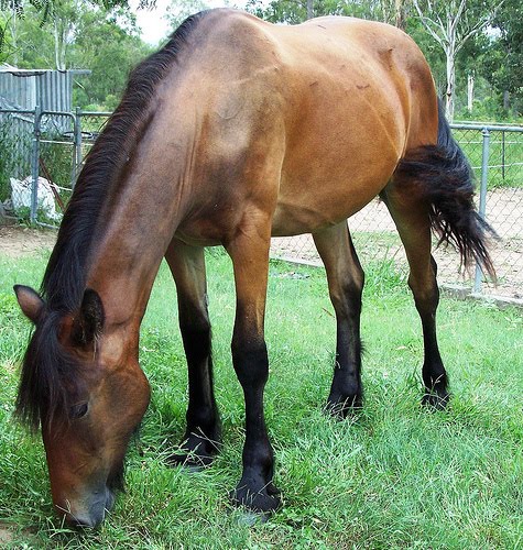 All About Horses: information about the Australian Draught horse