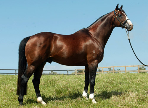 All About Horses: Information about the Anglo Arabian horse