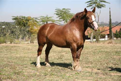 All About Horses: Information about the Breton horse