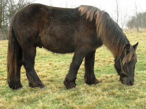 All About Horses: Information about the Dutch Heavy Draft horse