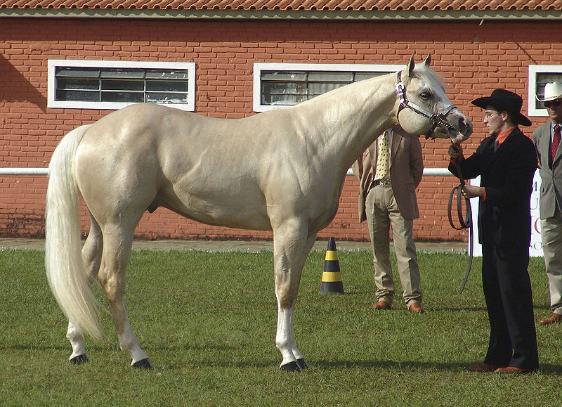 All About Horses: Colors of the horse: Isabelline