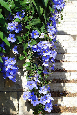 Simple Photography: Blue Flowers of November.