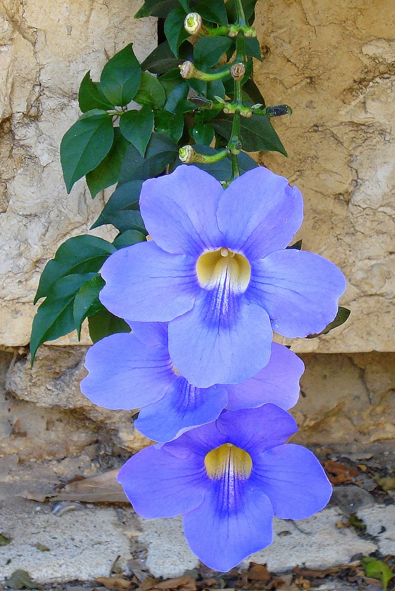 Simple Photography: Blue Flowers of November.