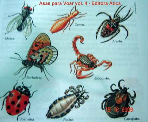 Invertebrados: O que são Invertebrados?
